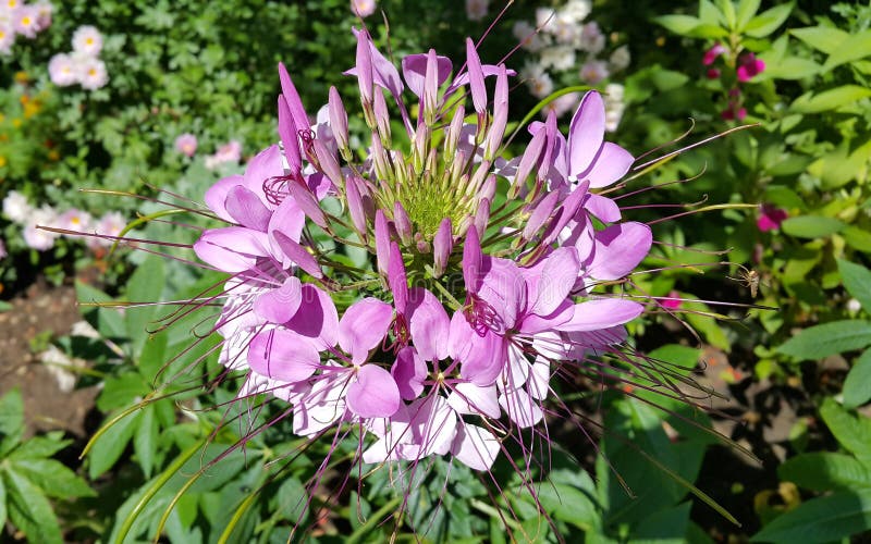 Pink Cleome Hassleriana Flower in the Garden. Species of Cleome Stock ...