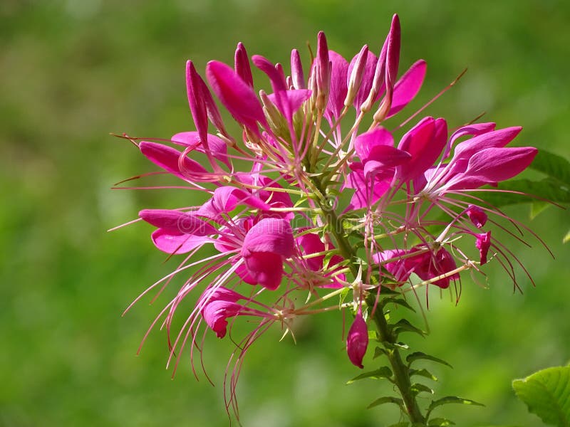 Pink Cleome Hassleriana Flower in the Garden Species of Cleome are ...