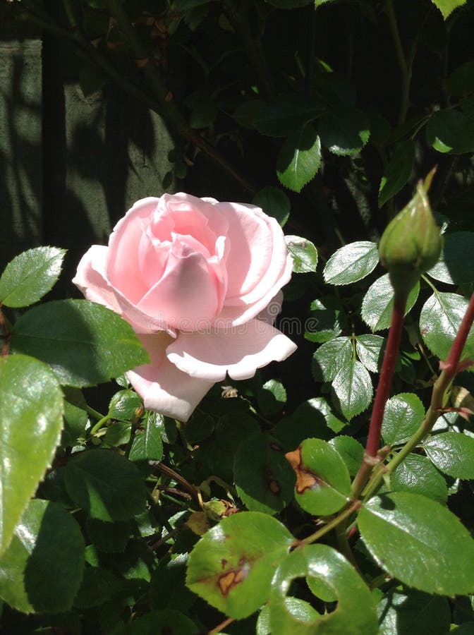 Pink climber stock image. Image of climber, rose, pink - 56070025