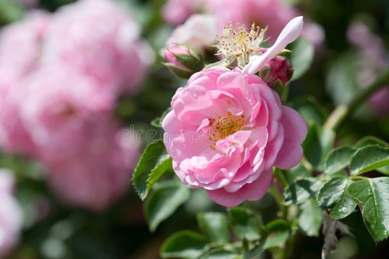 Pink climbing rose stock photo. Image of petal, garden - 118029100