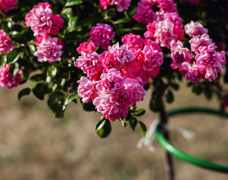 Pink Climbing Rose Shrub in a Garden Stock Photo - Image of blooming ...