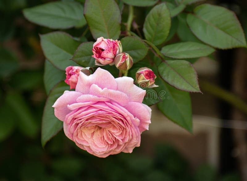 Pink Climbing Rose Spring Blossom on a Dark Brick Background with Few ...