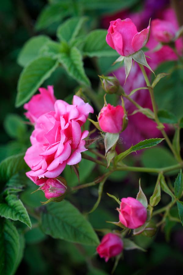 Pink Climbing Roses in a Garden Stock Photo - Image of blossom, flower ...