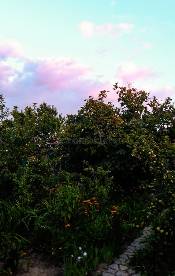 Pink Clouds at Sunset Over the Trees in the Garden Stock Photo - Image ...