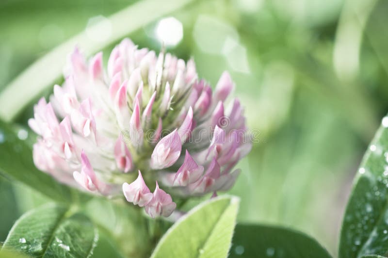 Pink clover stock photo. Image of blooming, macro, focus - 20241748