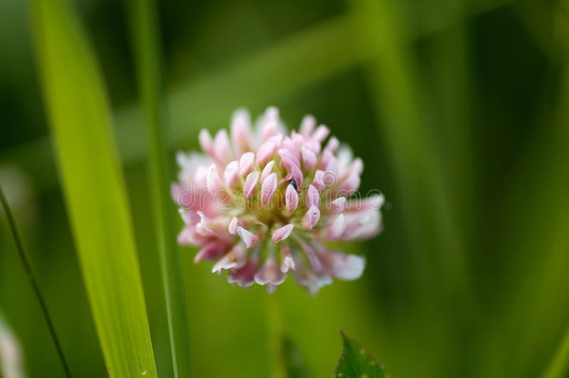 Pink clover stock photo. Image of botany, blooming, blossom - 4529164