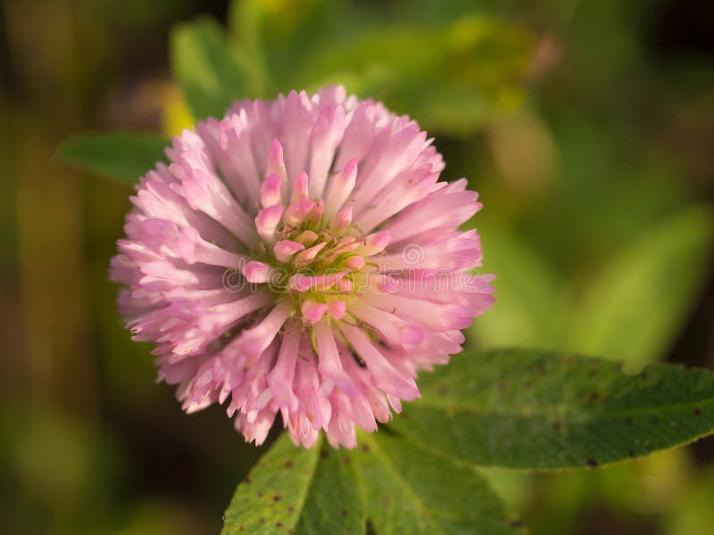 Pink clover close up stock photo. Image of bloom, beauty - 199459206