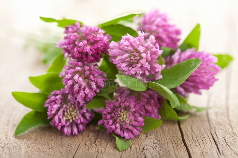 Pink Clover Flowers Isolated Stock Image - Image of color, blooming ...