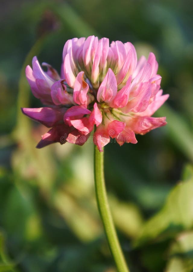 Pink clover flower stock image. Image of outdoor, pasture - 201070023