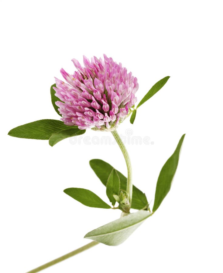 Pink Clover Flower Isolated Stock Image - Image of ecology, clover ...