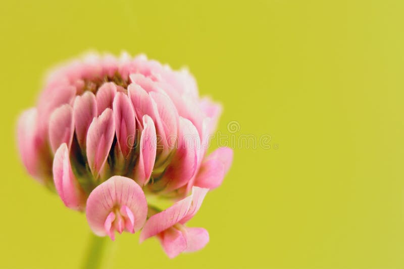 Pink clover flower stock photo. Image of white, sunny - 96280530
