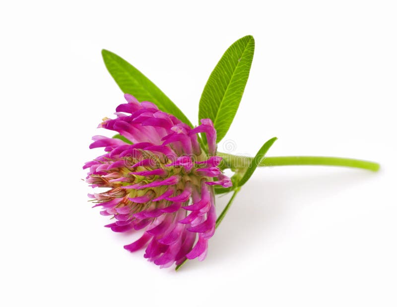 Pink clover stock photo. Image of botanical, beauty, floral - 52571242