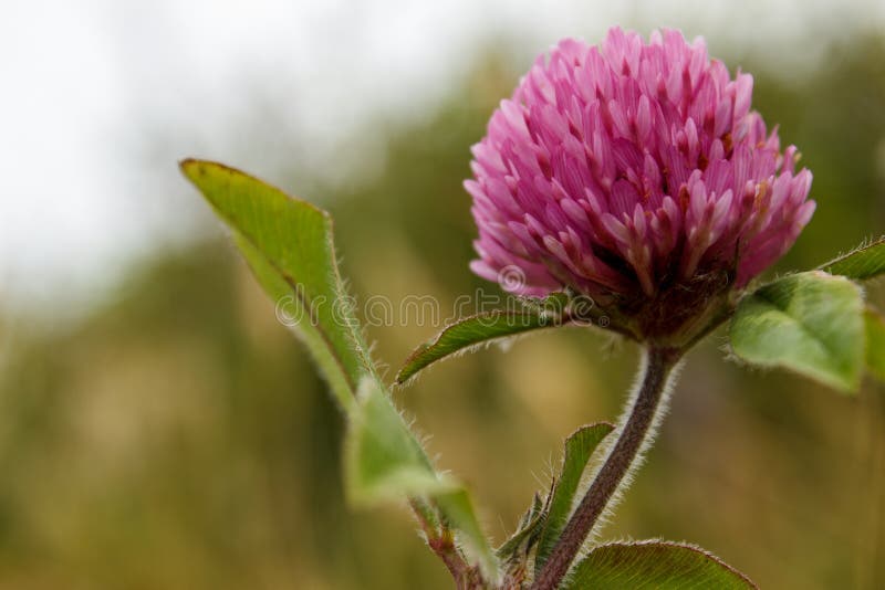 Pink clover flower stock photo. Image of blur, beauty - 71742254