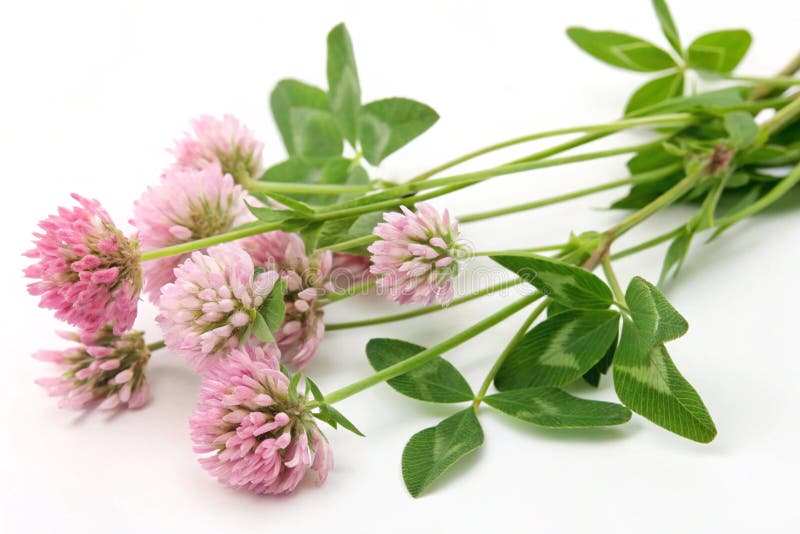 Pink Clover Flowers - a Medicinal Herb Stock Illustration ...