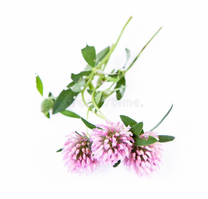 Pink clover flowers stock image. Image of leaf, isolated - 97275049