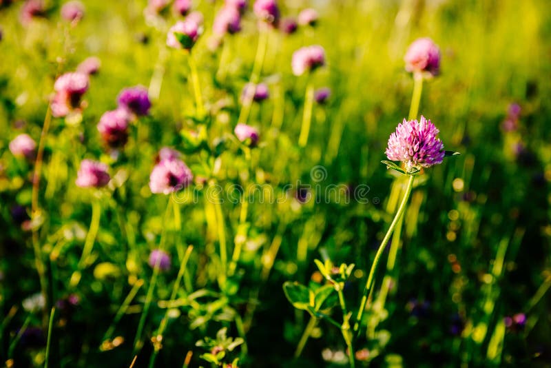Pink Clover Flowers in Summer Sunset Light. Stock Image - Image of ...