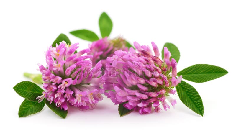 Pink clover flowers stock image. Image of herb, stem - 261281599