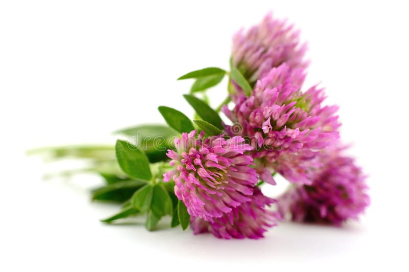 Pink clover flowers stock photo. Image of pink, blossom - 362705680