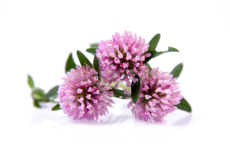 Pink clover flowers stock photo. Image of clover, blossom - 97192128