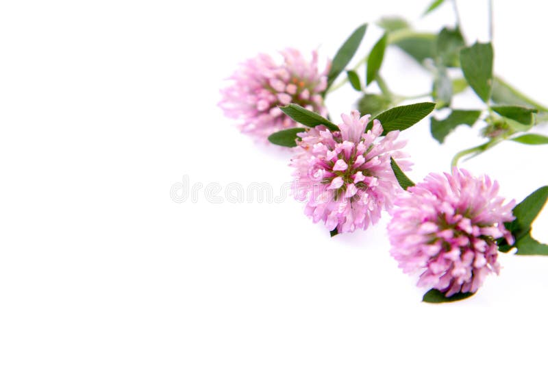 Pink clover flowers stock photo. Image of plant, background - 97192250