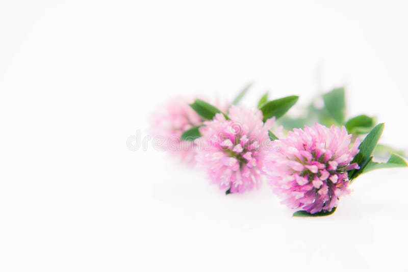Pink clover flowers stock image. Image of trifolium, wild - 97275313