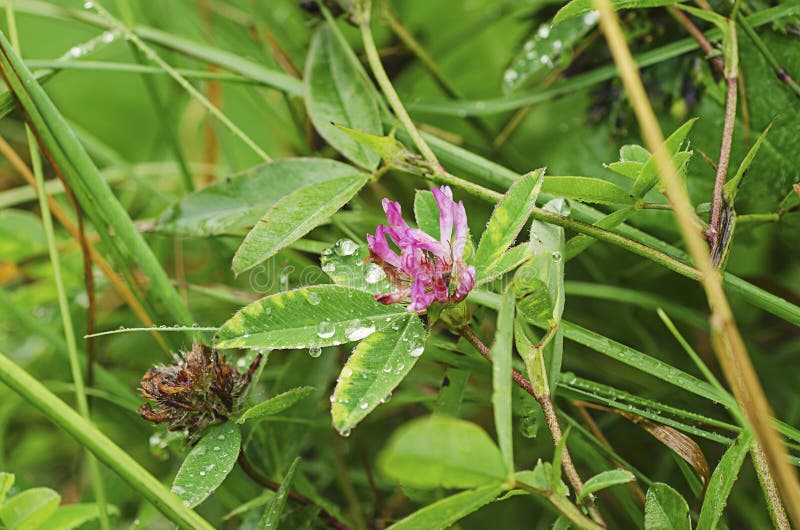 Pink clower flower stock photo. Image of head, fresh - 50760708