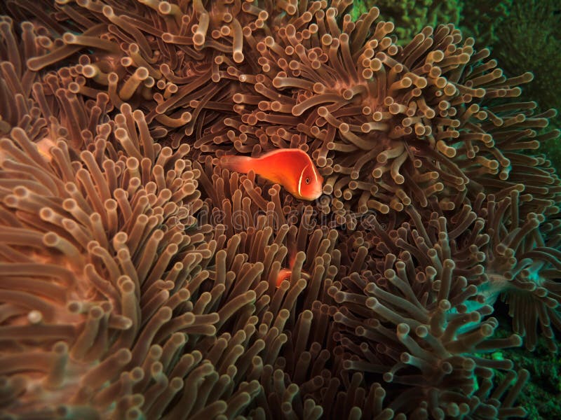 Giant Potato Fish Great Barrier Reef Stock Image - Image of potato ...