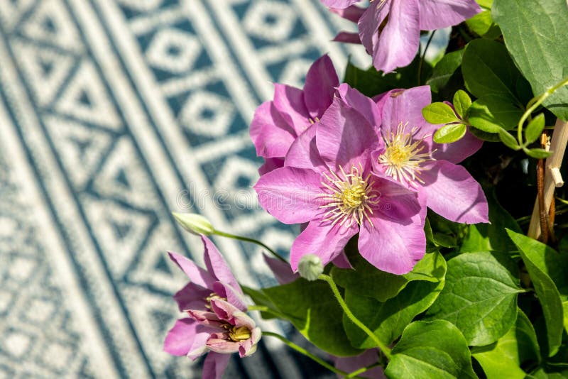 Pink Cluster of Clematis Giselle Flowers Bloom Stock Photo - Image of ...