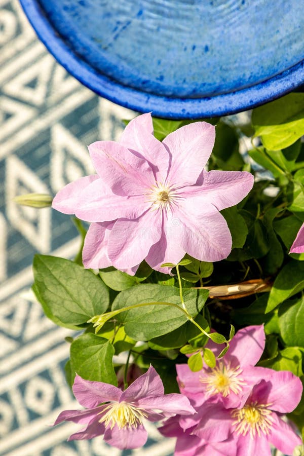 Pink Cluster of Clematis Giselle Flowers Bloom Stock Photo - Image of ...