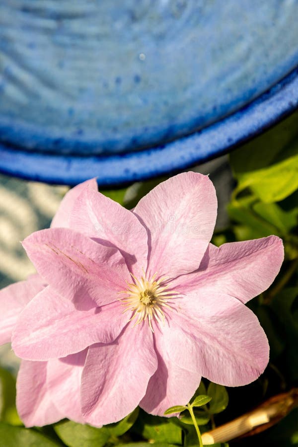 Pink Cluster of Clematis Giselle Flowers Bloom Stock Image - Image of ...