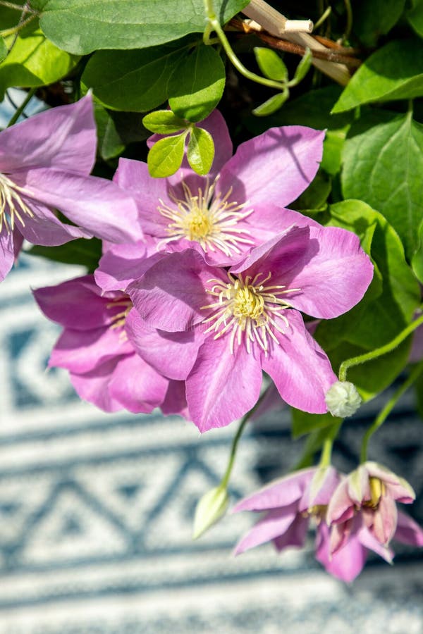 Pink Cluster of Clematis Giselle Flowers Bloom Stock Photo - Image of ...