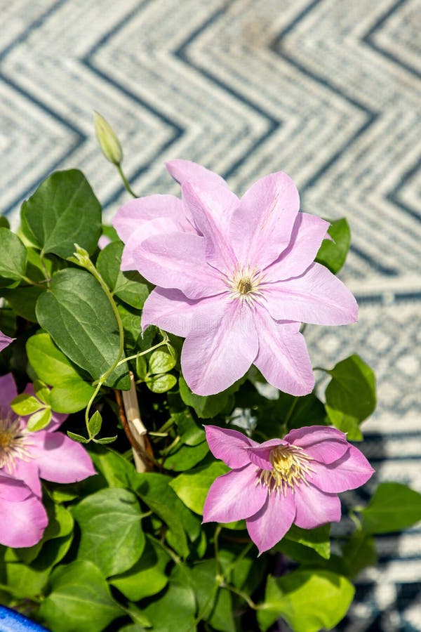 Pink Cluster of Clematis Giselle Flowers Bloom Stock Image - Image of ...