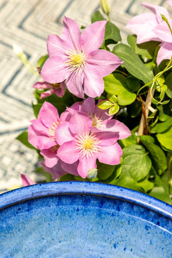 Pink Cluster of Clematis Giselle Flowers Bloom Stock Image - Image of ...