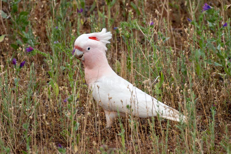 Pink Cockatoo stock photo. Image of australia, nature - 202506520