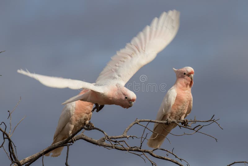 Pink Cockatoo stock photo. Image of australia, nature - 202506520