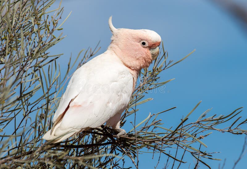 Pink Cockatoo stock photo. Image of australia, nature - 202506520
