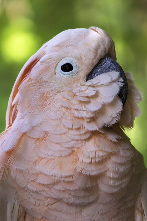 Pink Cockatoo stock photo. Image of isolated, head, exotic - 209101094