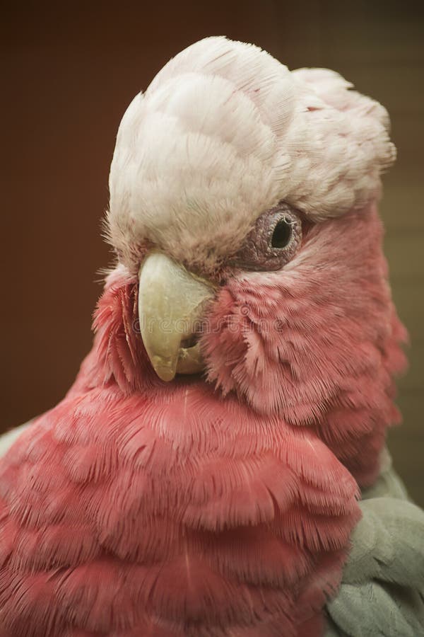 Pink cockatoo stock photo. Image of parrot, nature, talking - 42039818