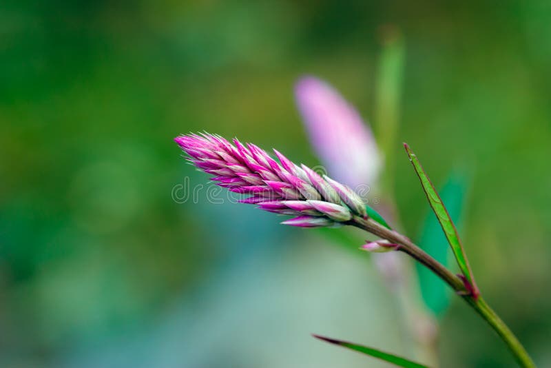 Pink cockscomb flower stock image. Image of colorful - 37544935