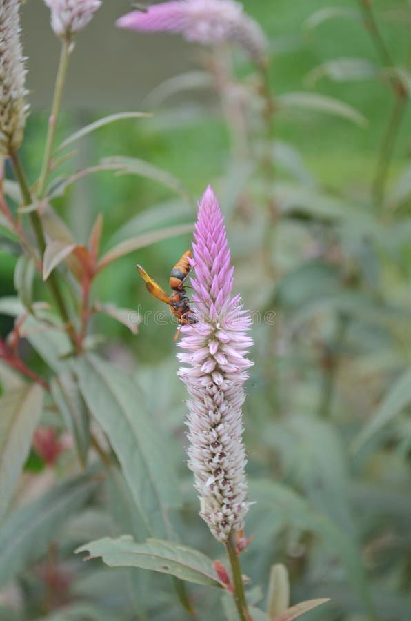 Pink Cockscomb Flower or Celosia Argentea Linn. in Garden Stock Image ...
