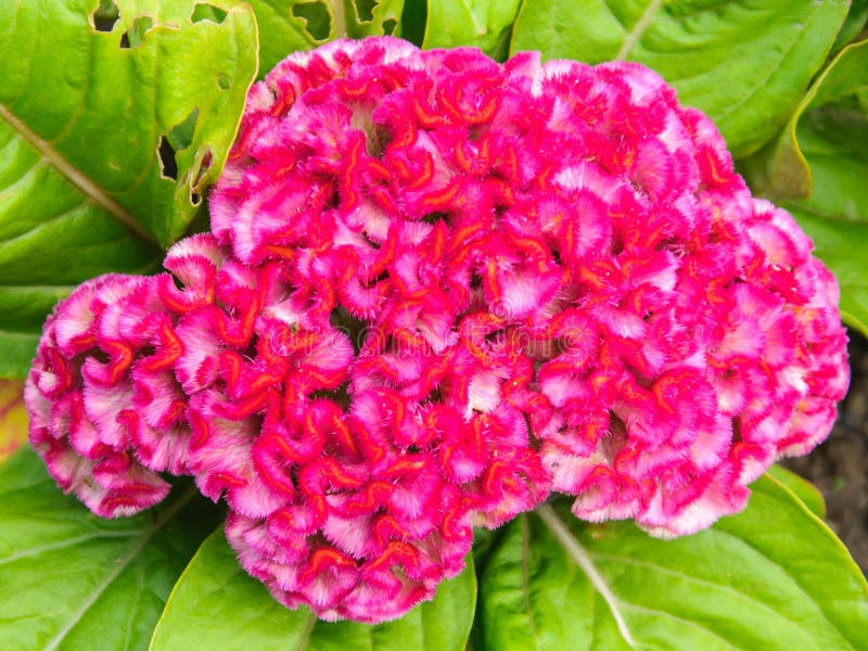 A Close Up Of Pink Cockscomb Flower Stock Photo - Image of beauty ...