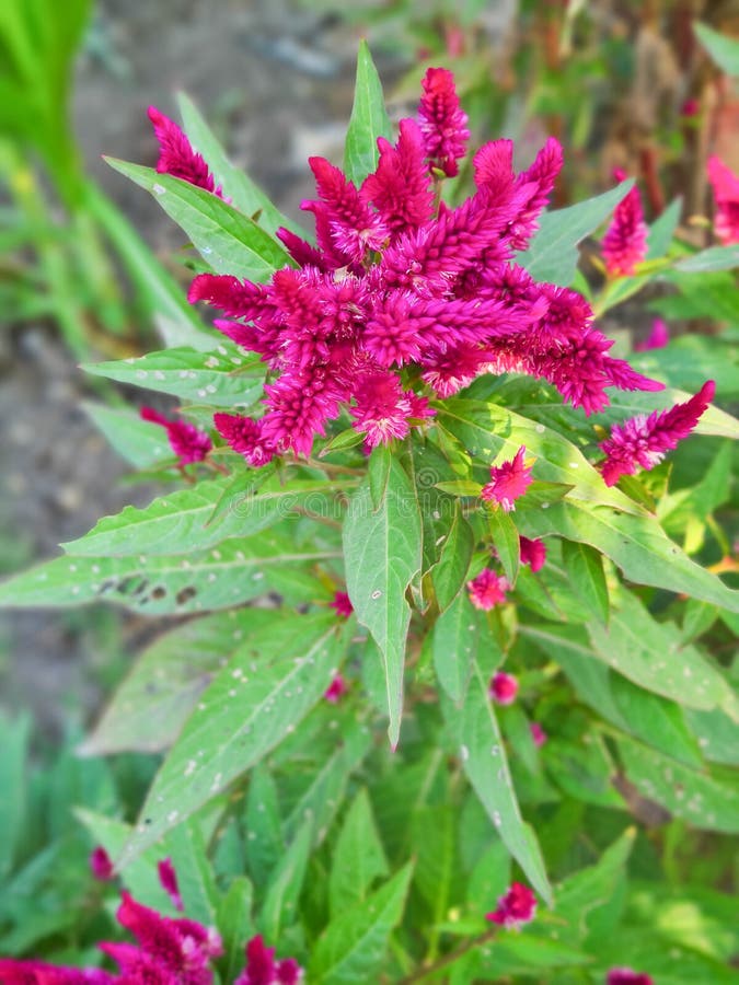 Pink Cockscomb Flower in the Front Garden Stock Photo - Image of bright ...