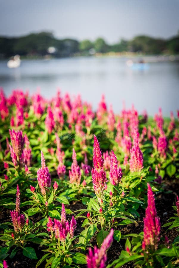 Pink Cockscomb Flower in the Garden4 Stock Photo - Image of freshness ...