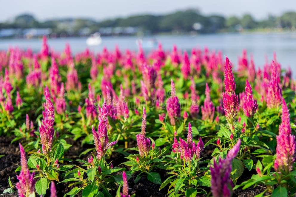 Pink Cockscomb Flower in the Garden3 Stock Photo - Image of cockscomb ...