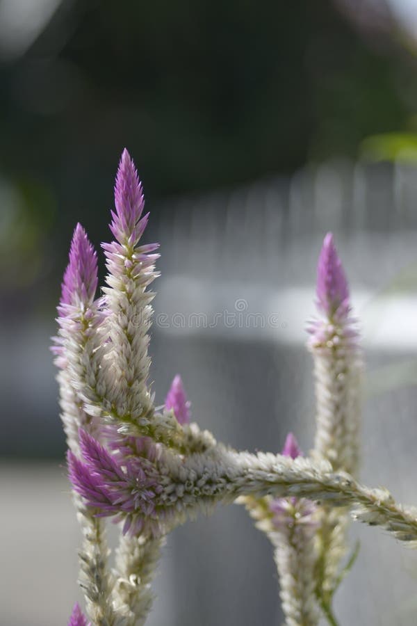 Pink Cockscomb Flower with Natural Background. Stock Image - Image of ...