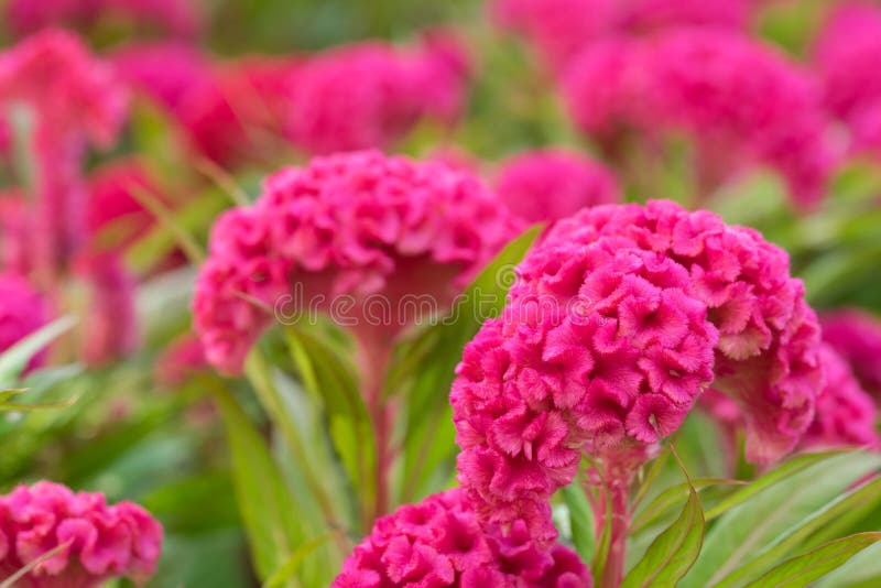 Pink cockscomb flower stock photo. Image of beautiful - 58444188