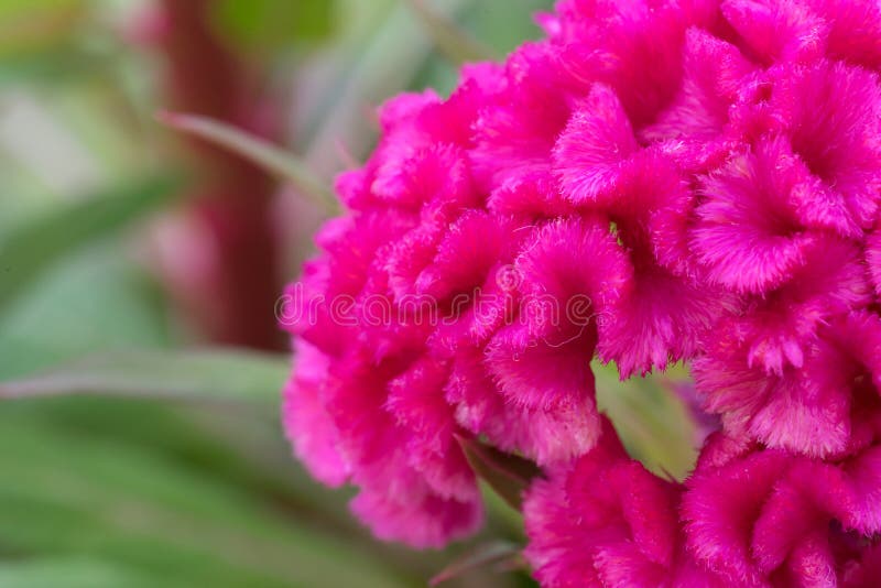 Pink cockscomb flower stock photo. Image of flower, close - 58445222