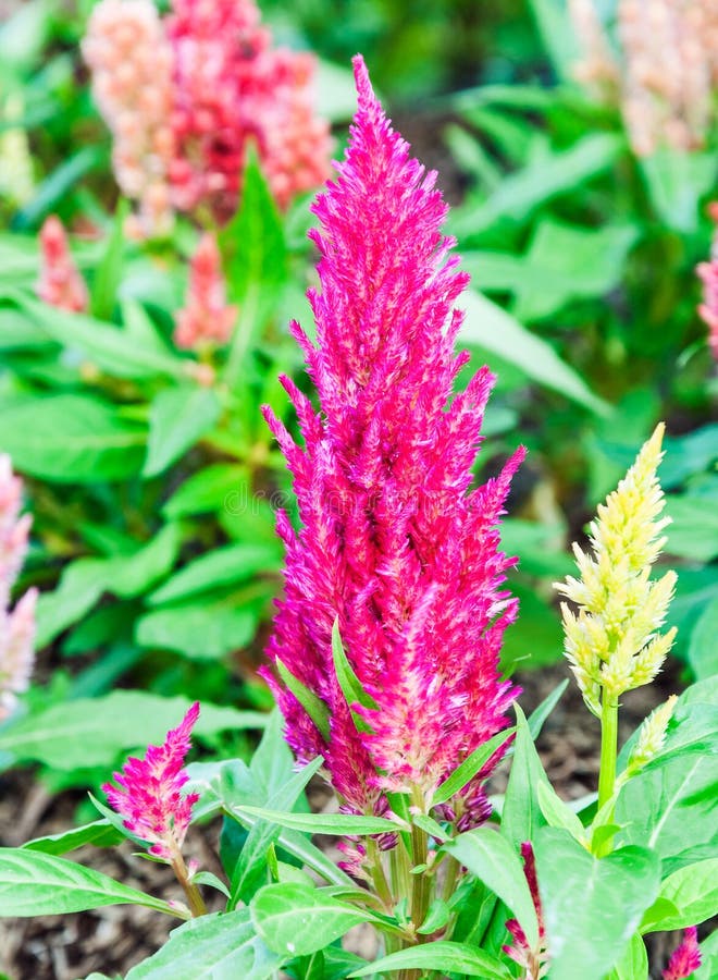 Pink cockscomb flower stock photo. Image of abstract - 30060944