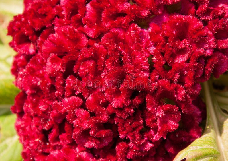 Pink Cockscomb flower stock photo. Image of closeup, texture - 85086092