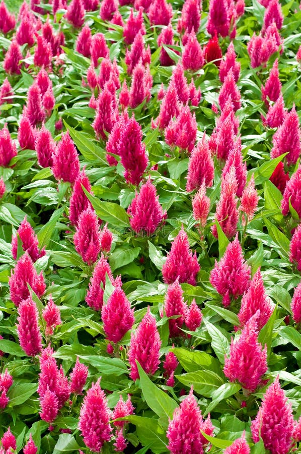 Pink cockscomb flowers stock image. Image of florist - 26559195
